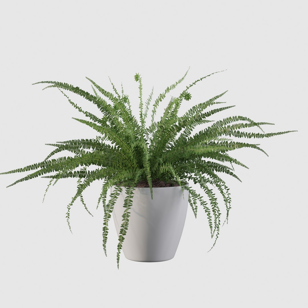 3D model Fern 08 - TurboSquid 1962064