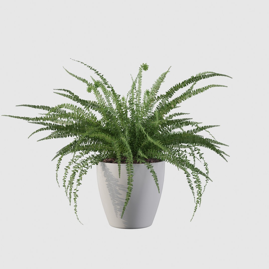 3D model Fern 08 - TurboSquid 1962064