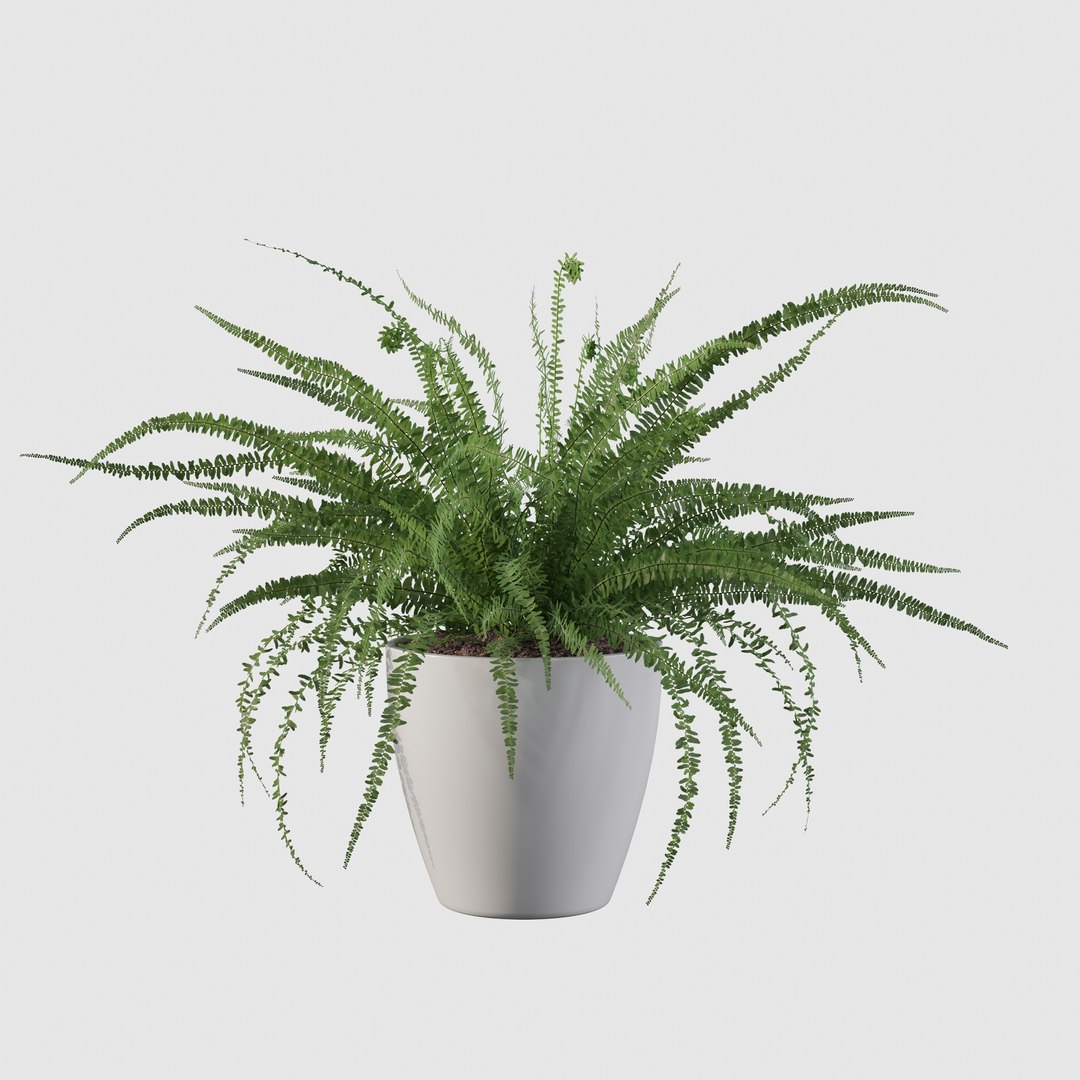 3D model Fern 08 - TurboSquid 1962064
