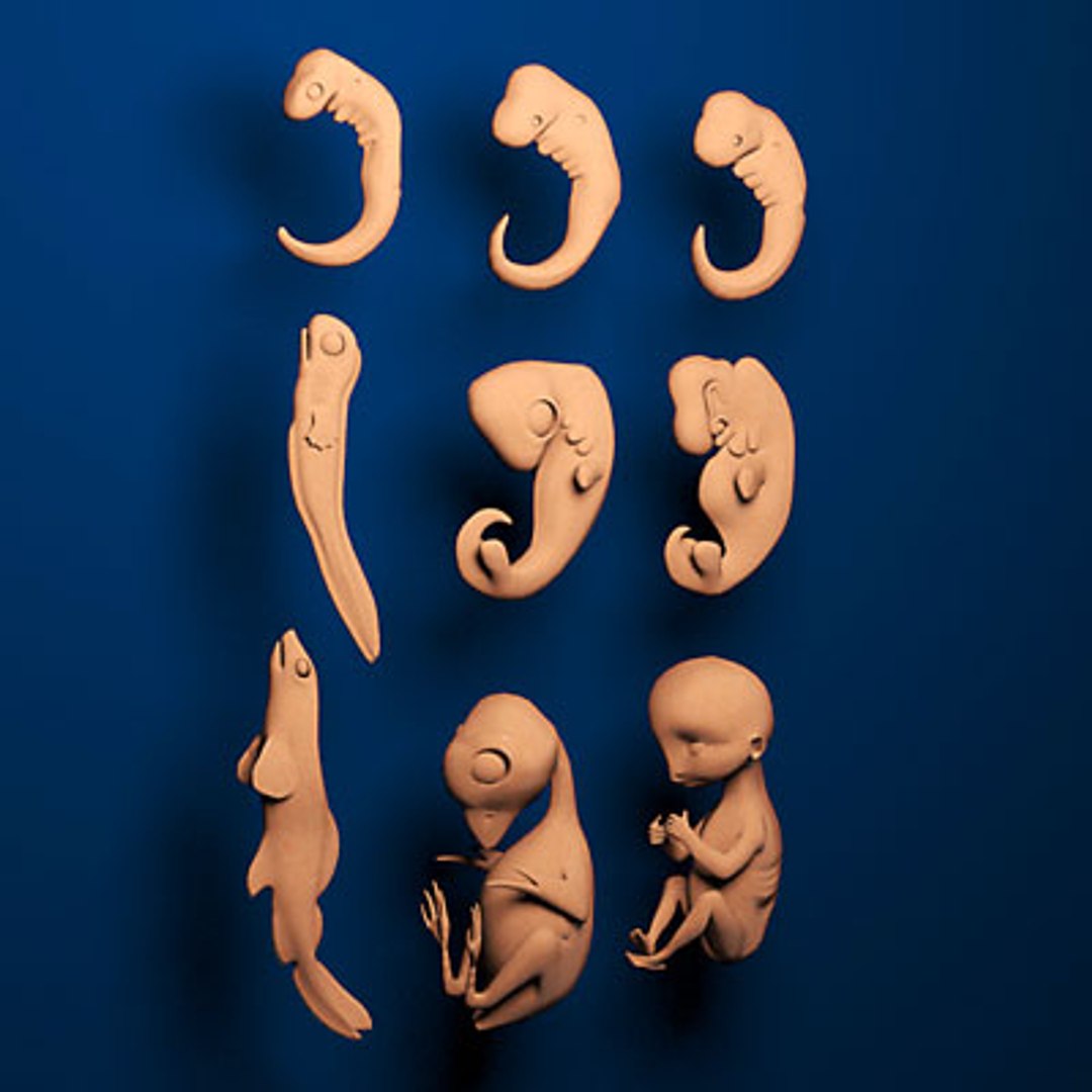 Human Embryo Development Difference 3d Model