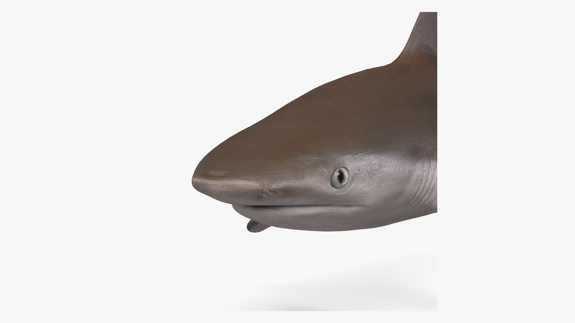 3D Reef Shark - TurboSquid 2200051