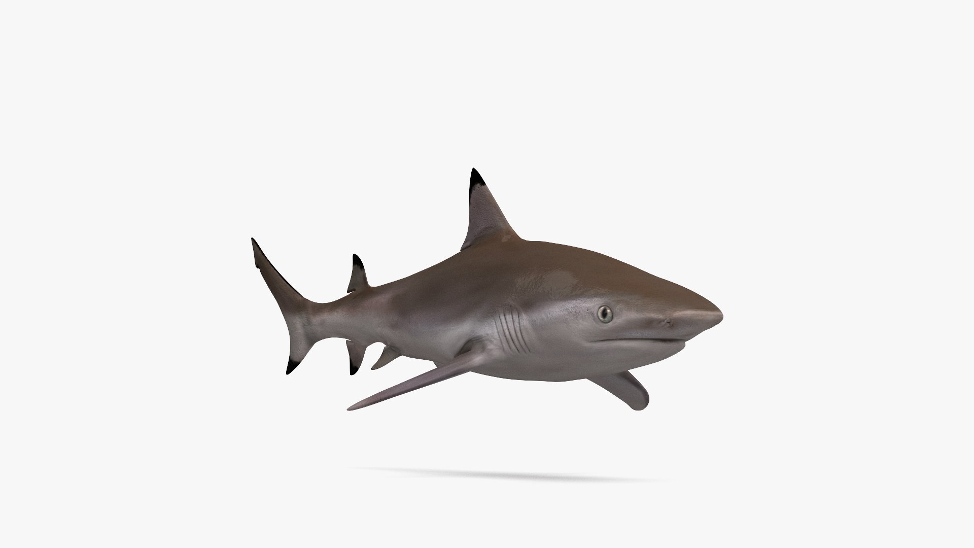 3D Reef Shark - TurboSquid 2200051