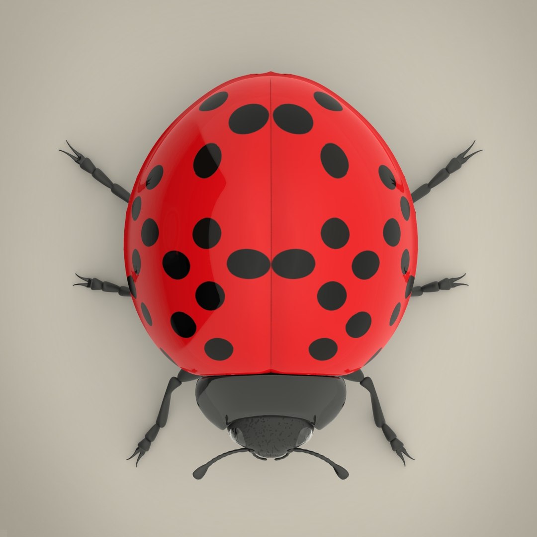 3D ladybird modeled - TurboSquid 1388396
