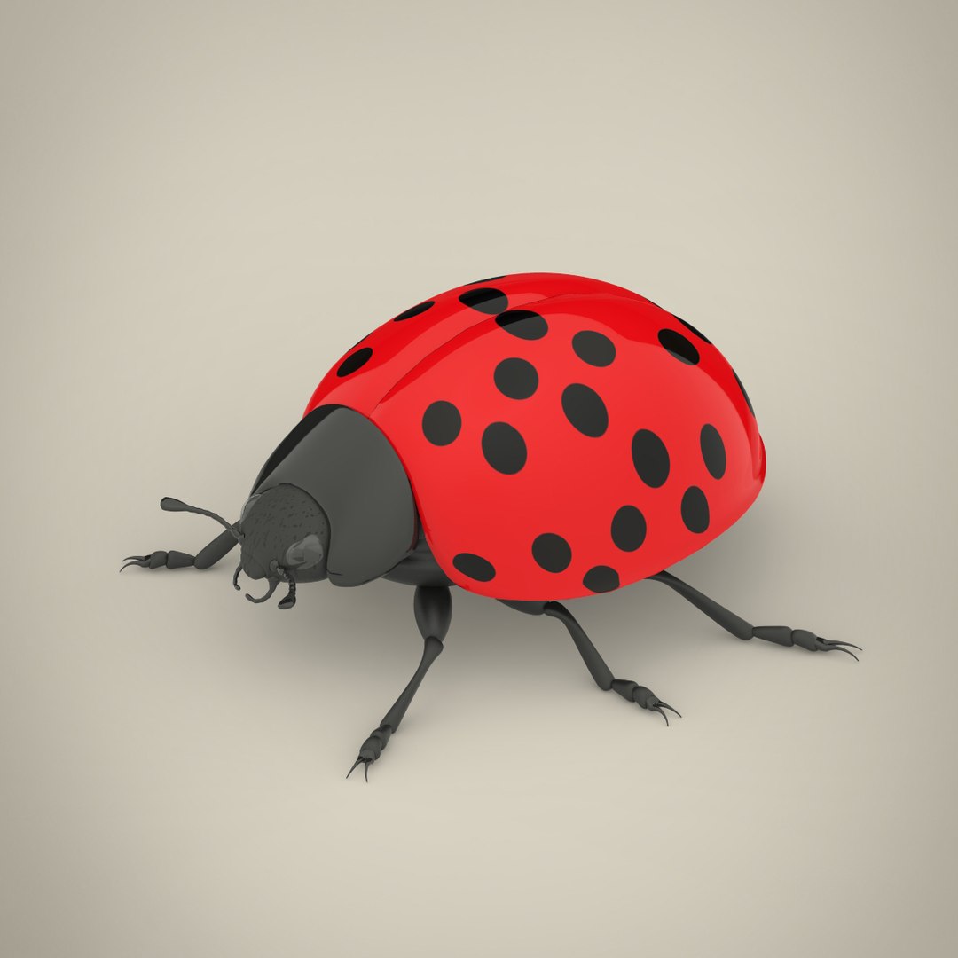 3D ladybird modeled - TurboSquid 1388396