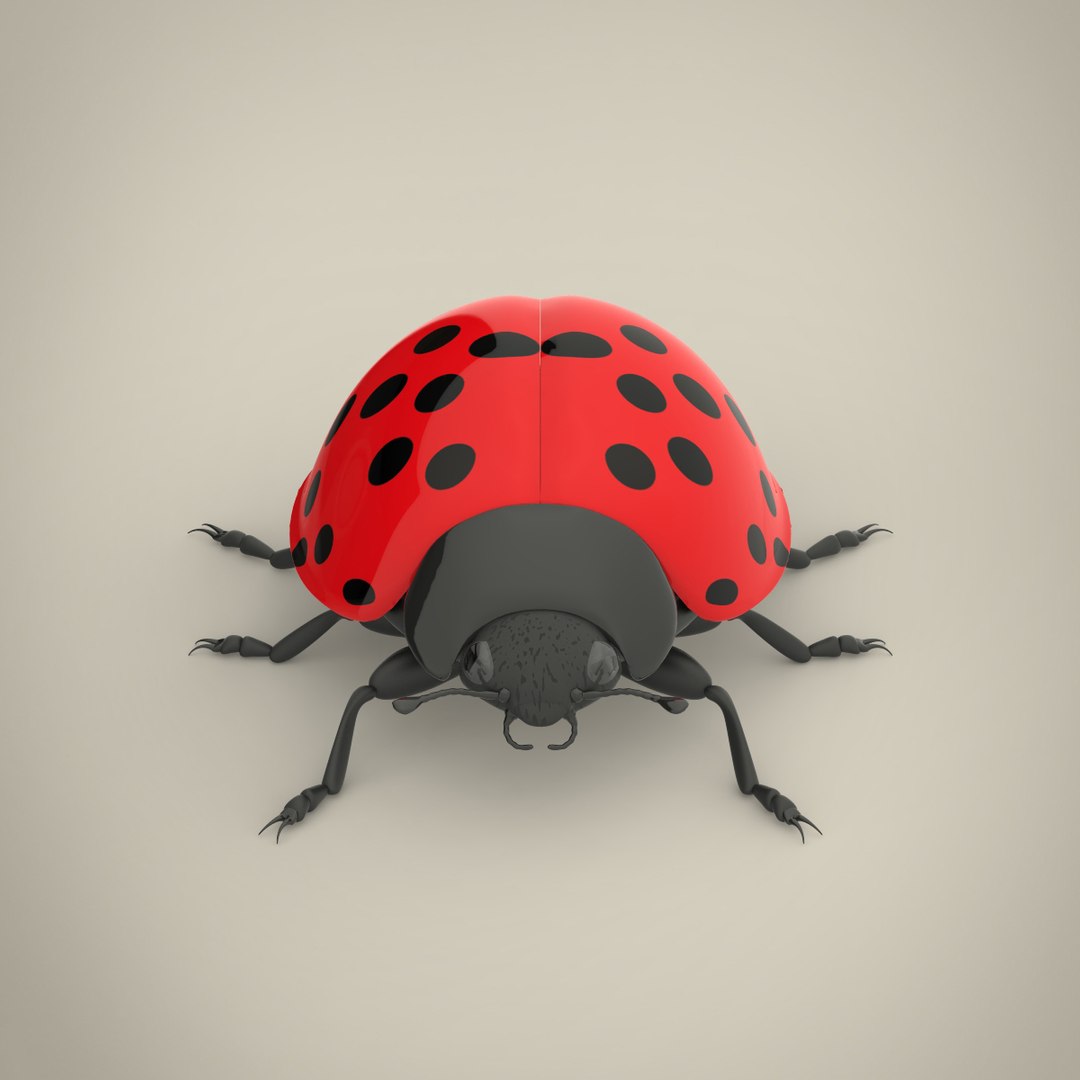 3D ladybird modeled - TurboSquid 1388396