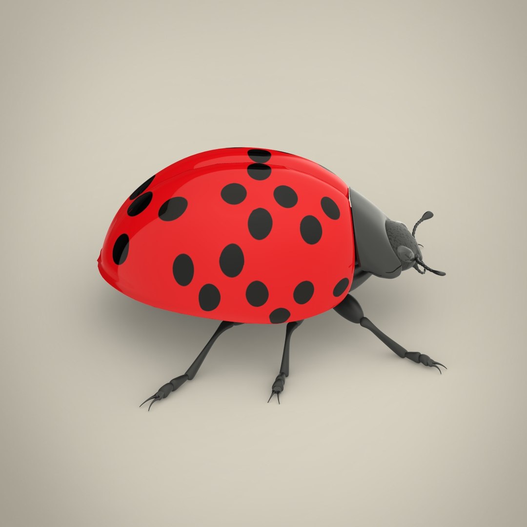 3D ladybird modeled - TurboSquid 1388396