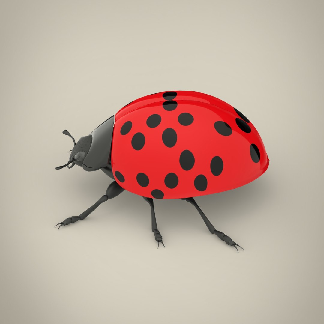 3D ladybird modeled - TurboSquid 1388396
