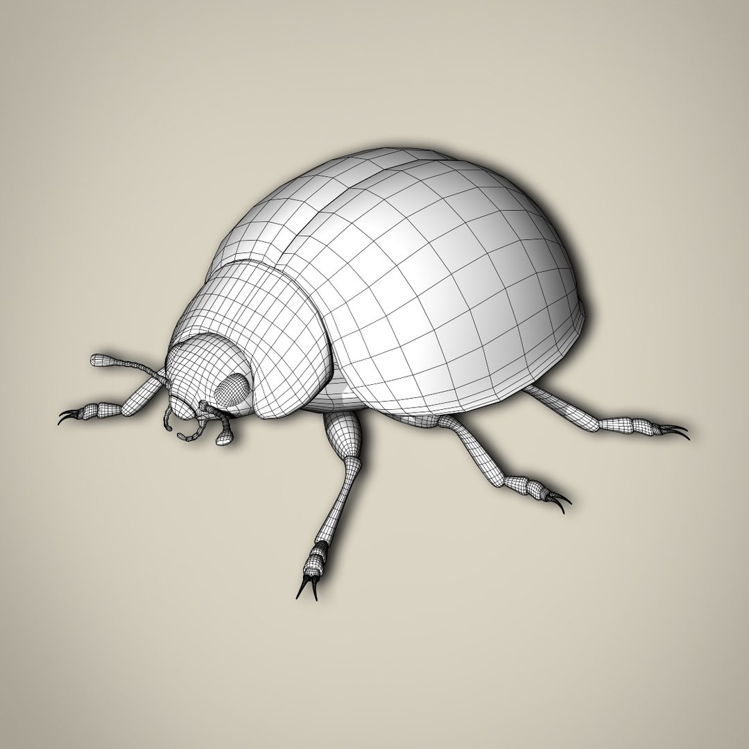 3D ladybird modeled - TurboSquid 1388396