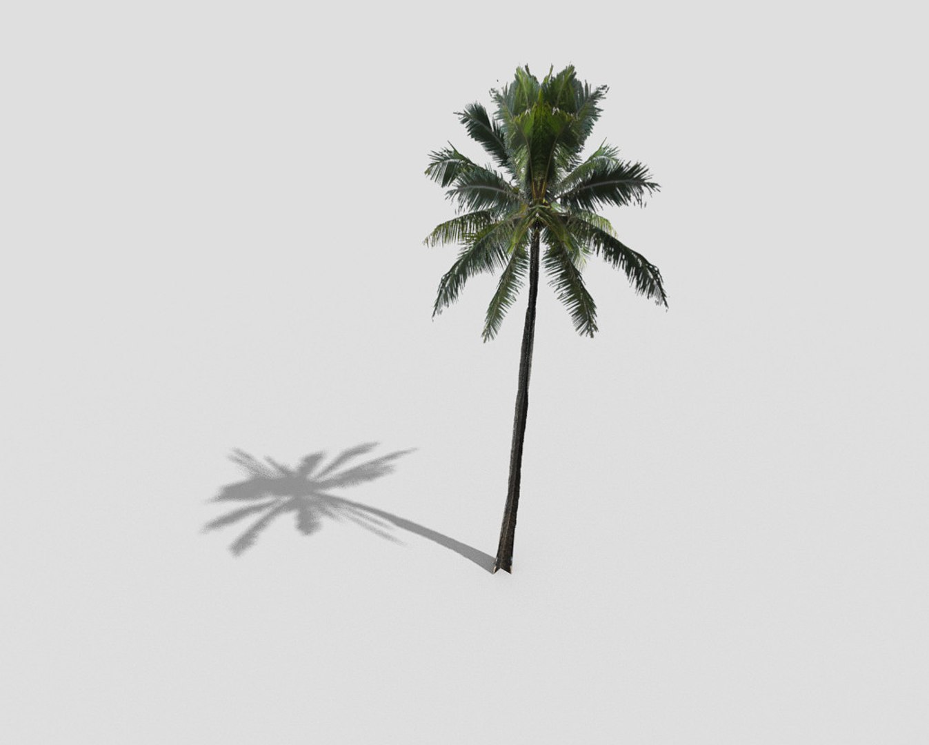 3d Palm Tree