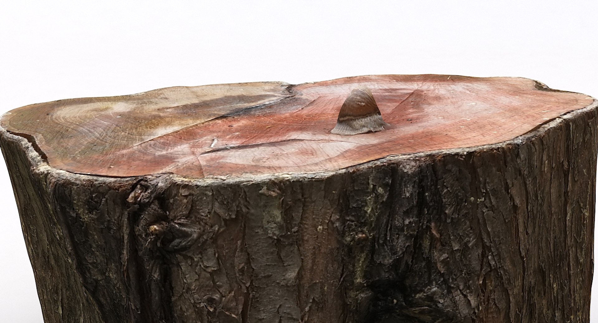 Tree trunk stump apple 3D model - TurboSquid 1411952