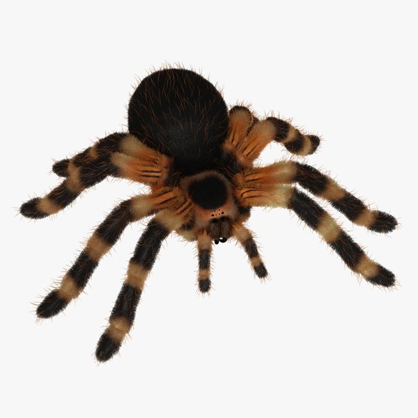 免费3DSpider-Man Base模型| TurboSquid