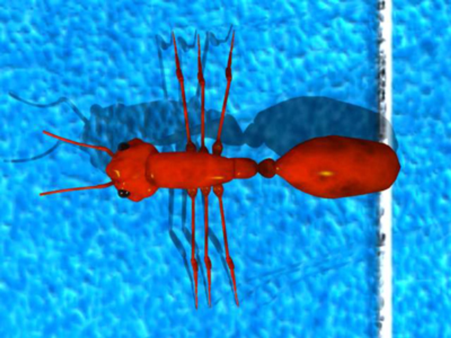 3d Fire-ant Ant Model