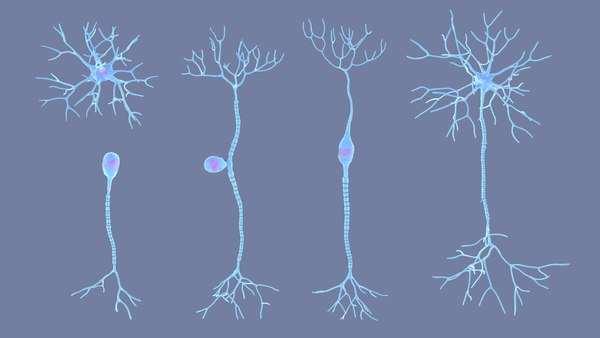 modelo 3d Tipos de neuronas - TurboSquid 2280418