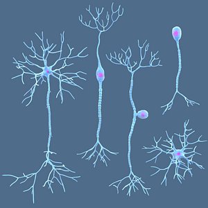 Free 3D Biology Models | TurboSquid