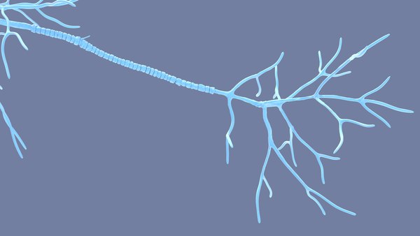 modelo 3d Tipos de neuronas - TurboSquid 2280418