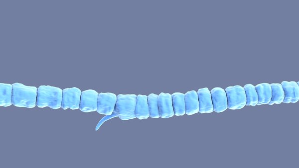 modelo 3d Tipos de neuronas - TurboSquid 2280418