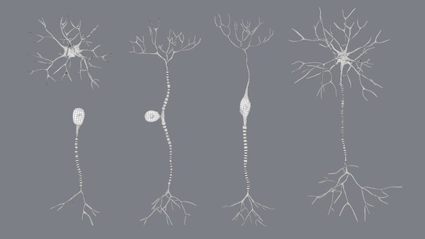 modelo 3d Tipos de neuronas - TurboSquid 2280418
