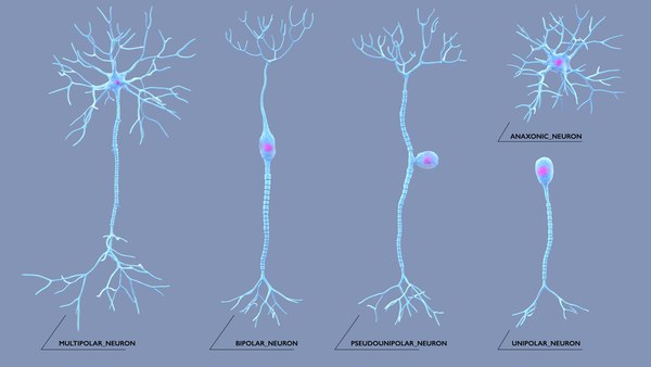 modelo 3d Tipos de neuronas - TurboSquid 2280418