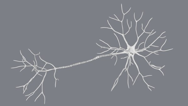 modelo 3d Tipos de neuronas - TurboSquid 2280418