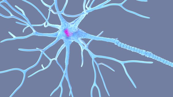 modelo 3d Tipos de neuronas - TurboSquid 2280418