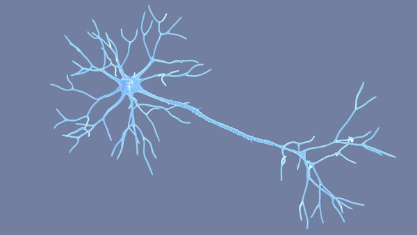 modelo 3d Tipos de neuronas - TurboSquid 2280418