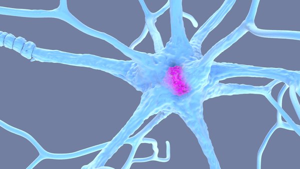 modelo 3d Tipos de neuronas - TurboSquid 2280418
