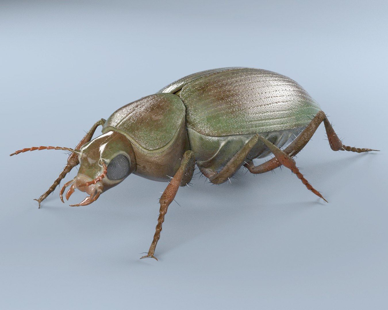 3D Bee Beetle - TurboSquid 1537229