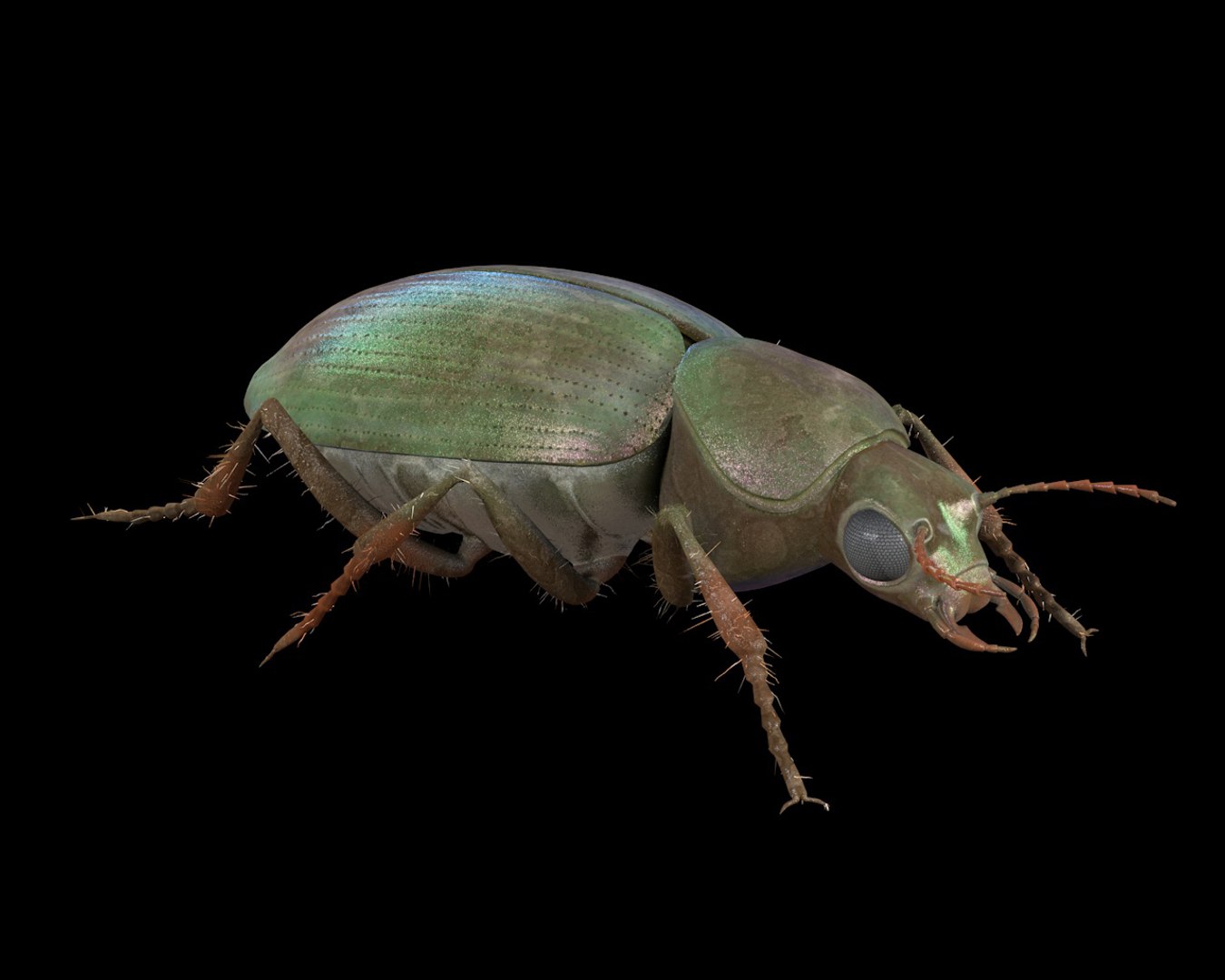 3D Bee Beetle - TurboSquid 1537229