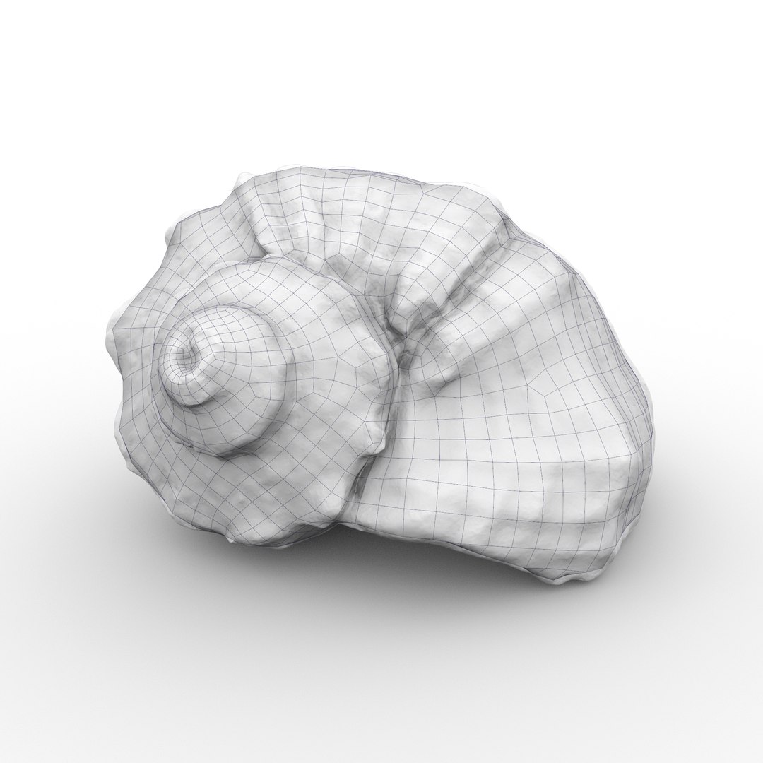 Rapana Seashell Model - TurboSquid 1521851