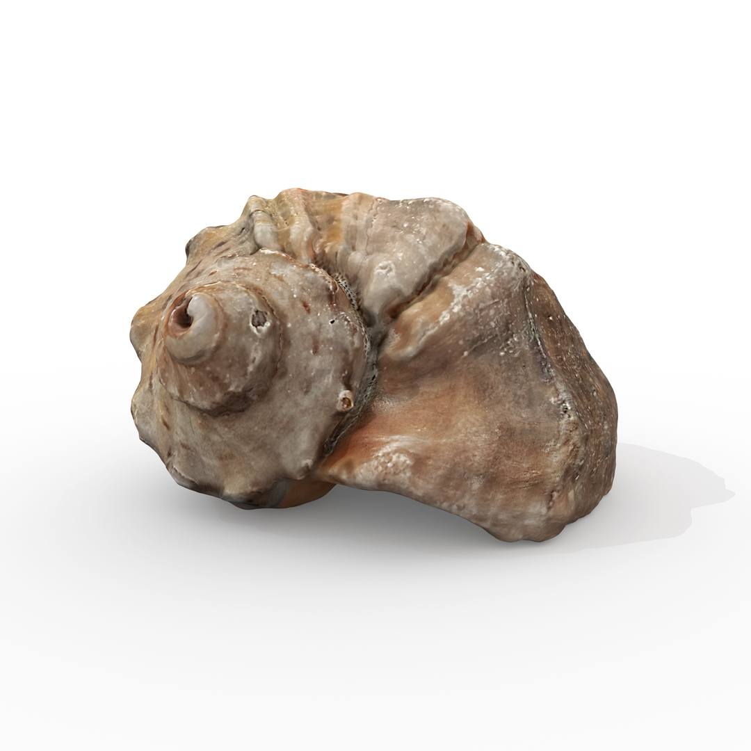 Rapana Seashell Model - TurboSquid 1521851