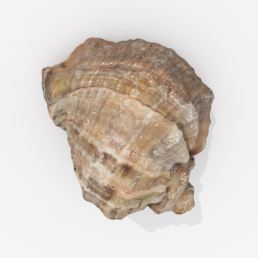 Rapana Seashell Model - TurboSquid 1521851