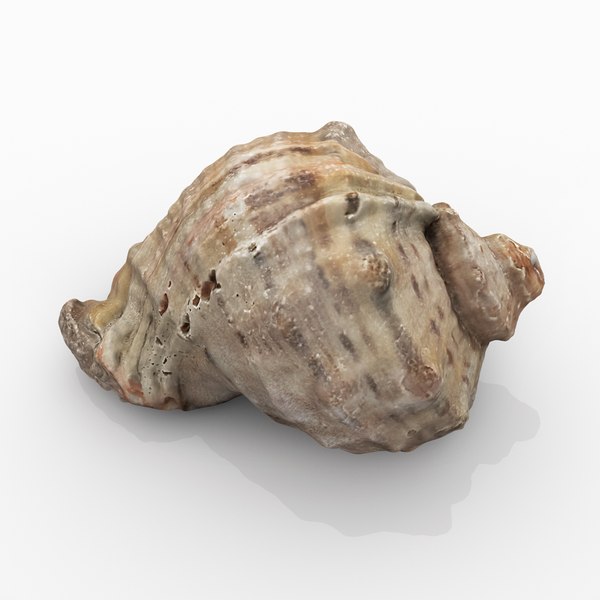 Seashell 3D Models for Download | TurboSquid