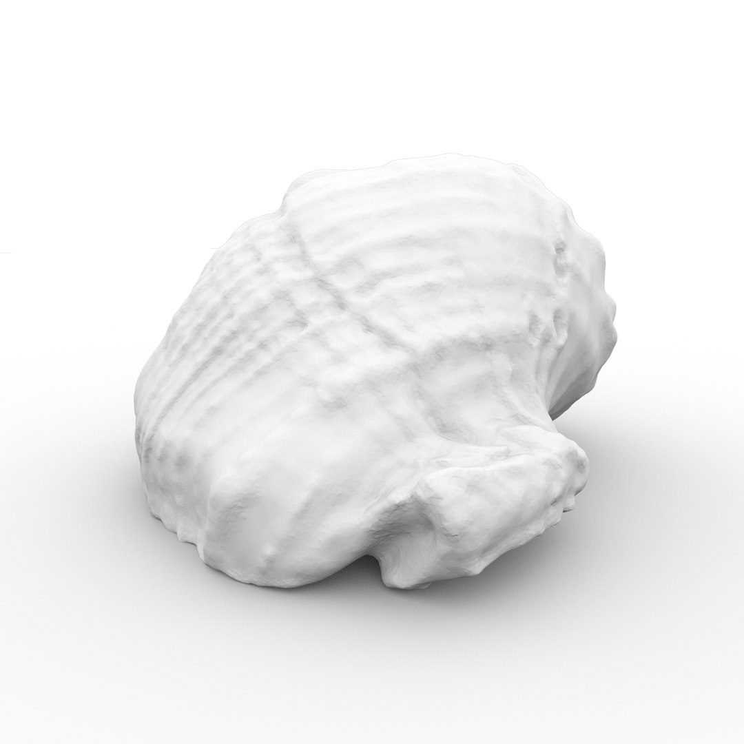 Rapana Seashell Model - TurboSquid 1521851