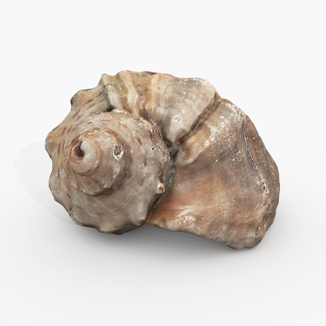 Rapana Seashell Model - TurboSquid 1521851