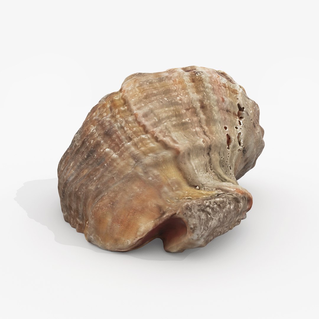 Rapana Seashell Model - TurboSquid 1521851