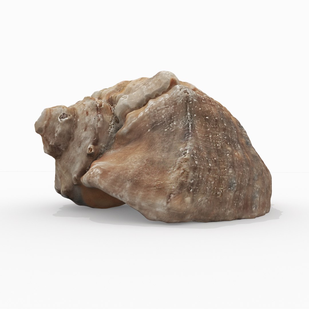 Rapana Seashell Model - TurboSquid 1521851