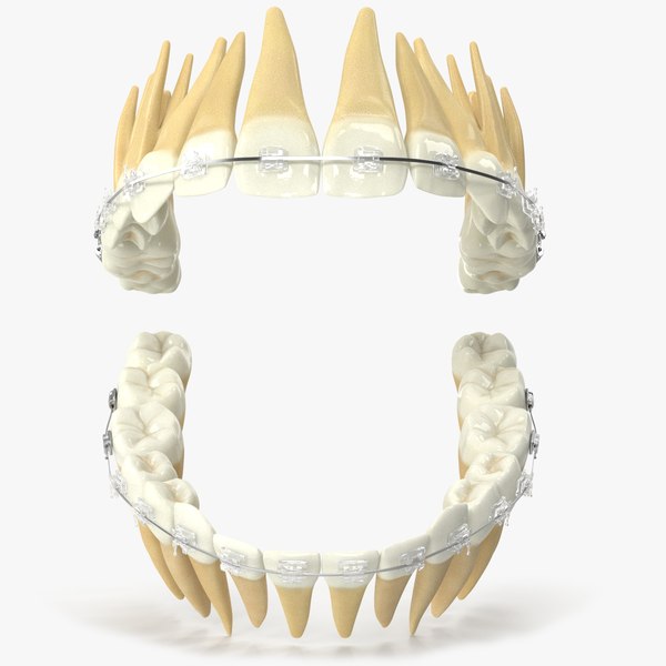 Free 3D Dental Models | TurboSquid