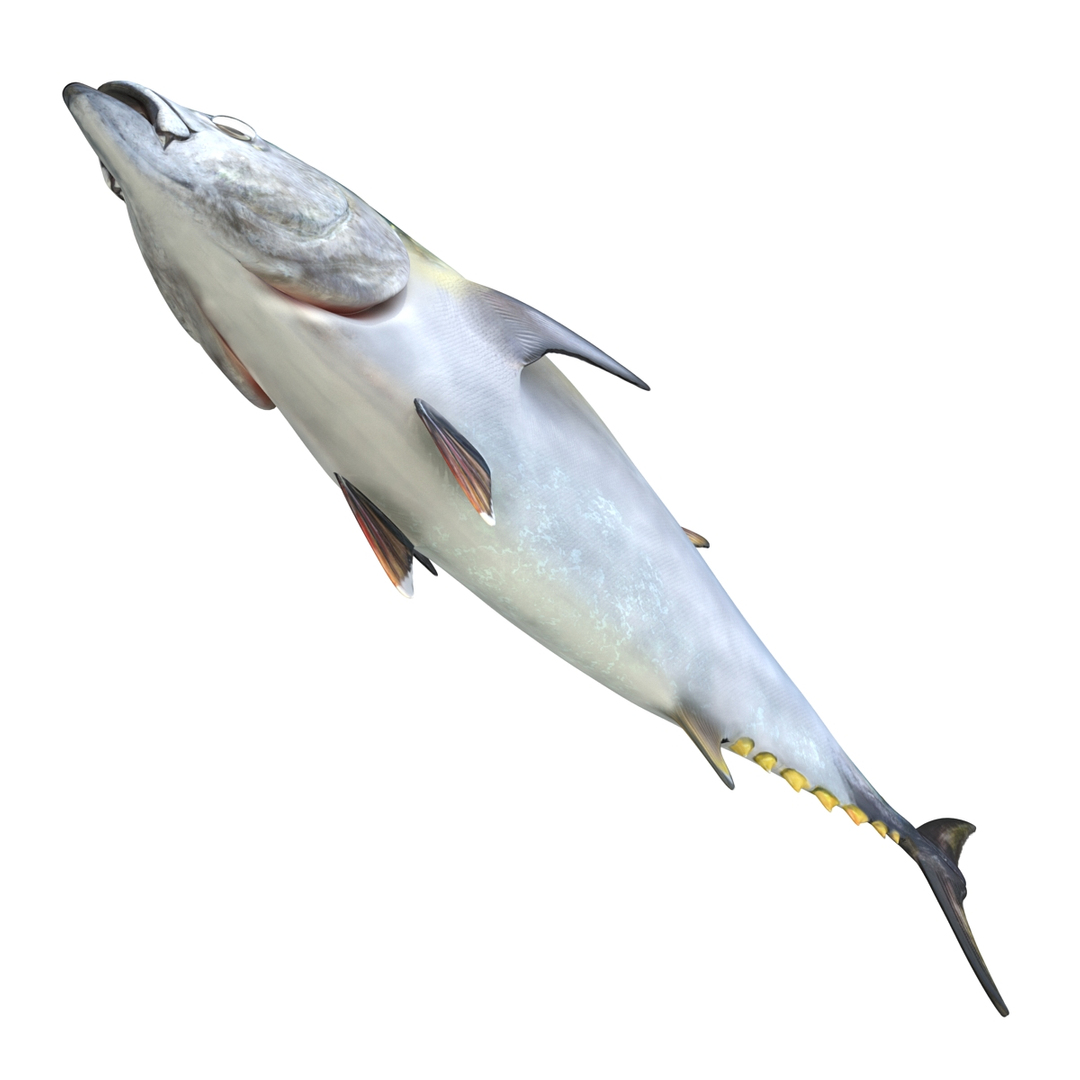 tuna fish rigged 3d ma