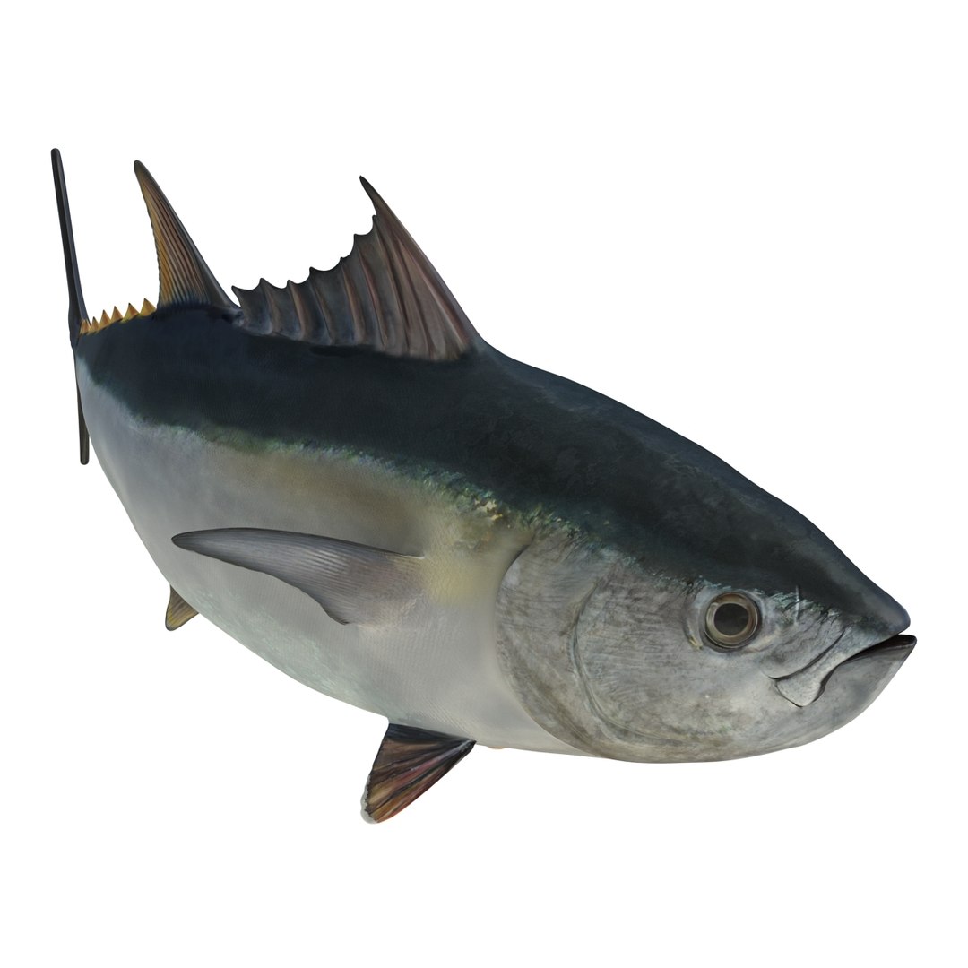 tuna fish rigged 3d ma