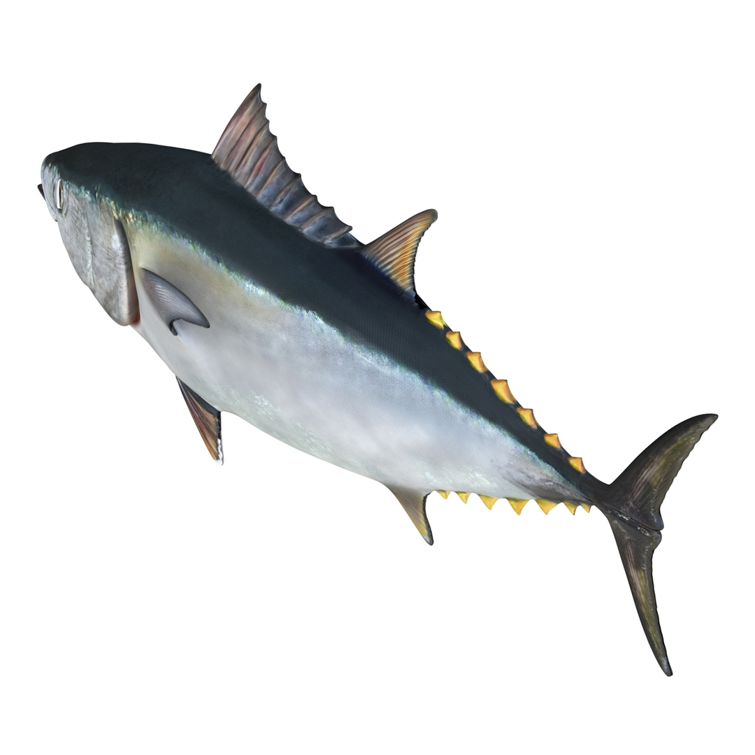 tuna fish rigged 3d ma