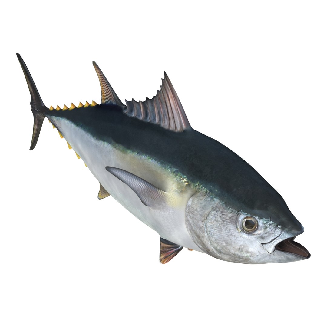 tuna fish rigged 3d ma