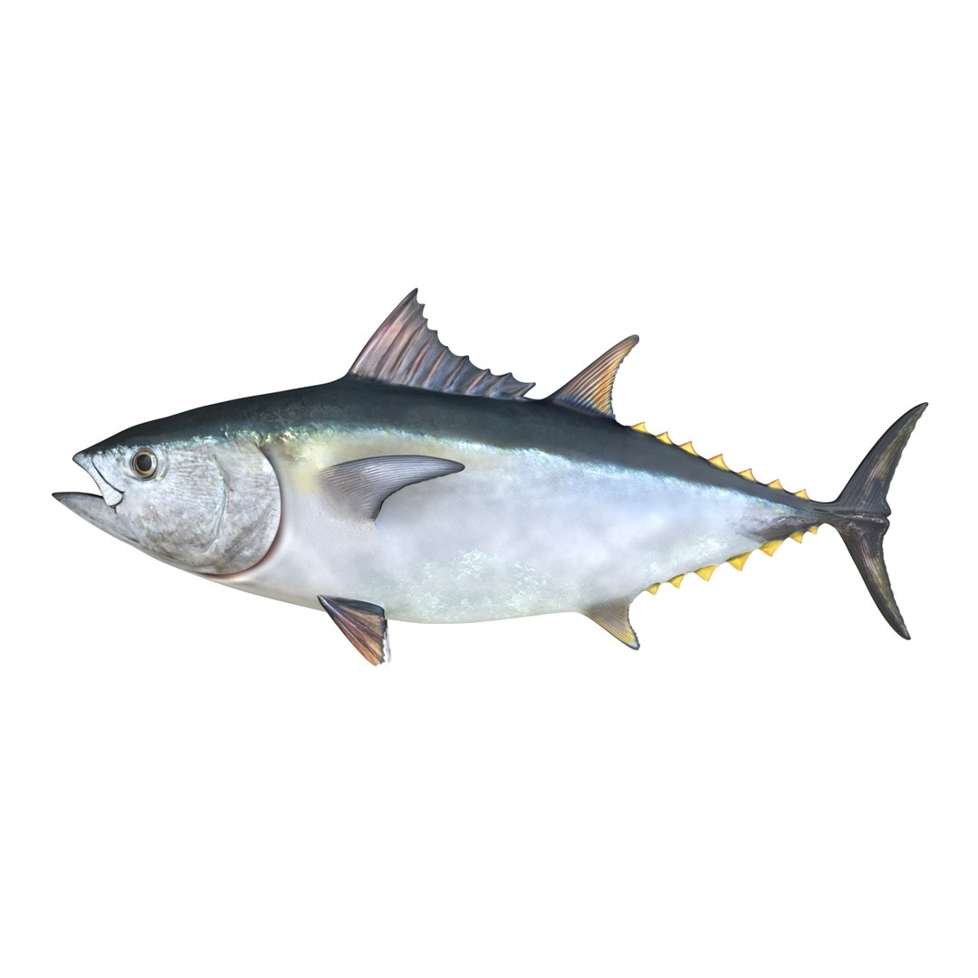 tuna fish rigged 3d ma