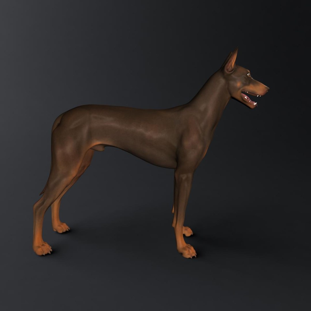 3d Model Doberman Dog