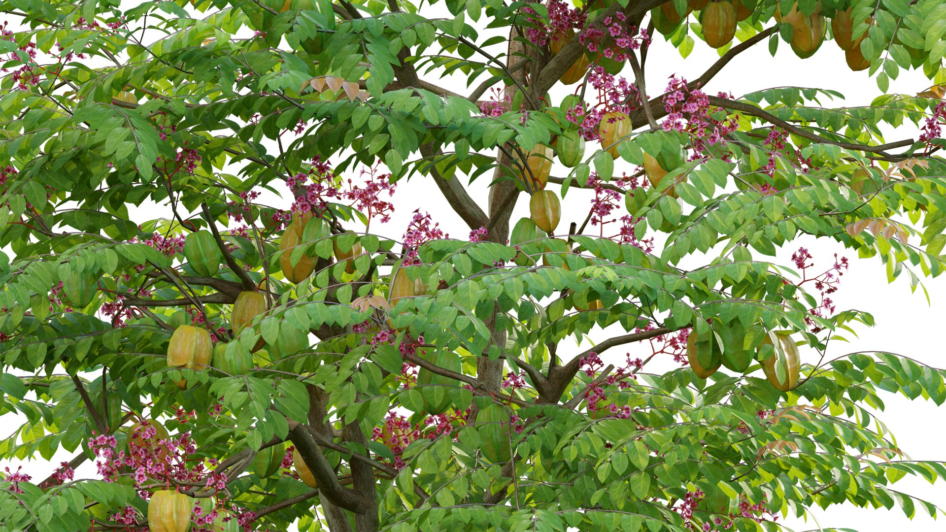 Averrhoa Carambola - Starfruit Tree Model - TurboSquid 1862754