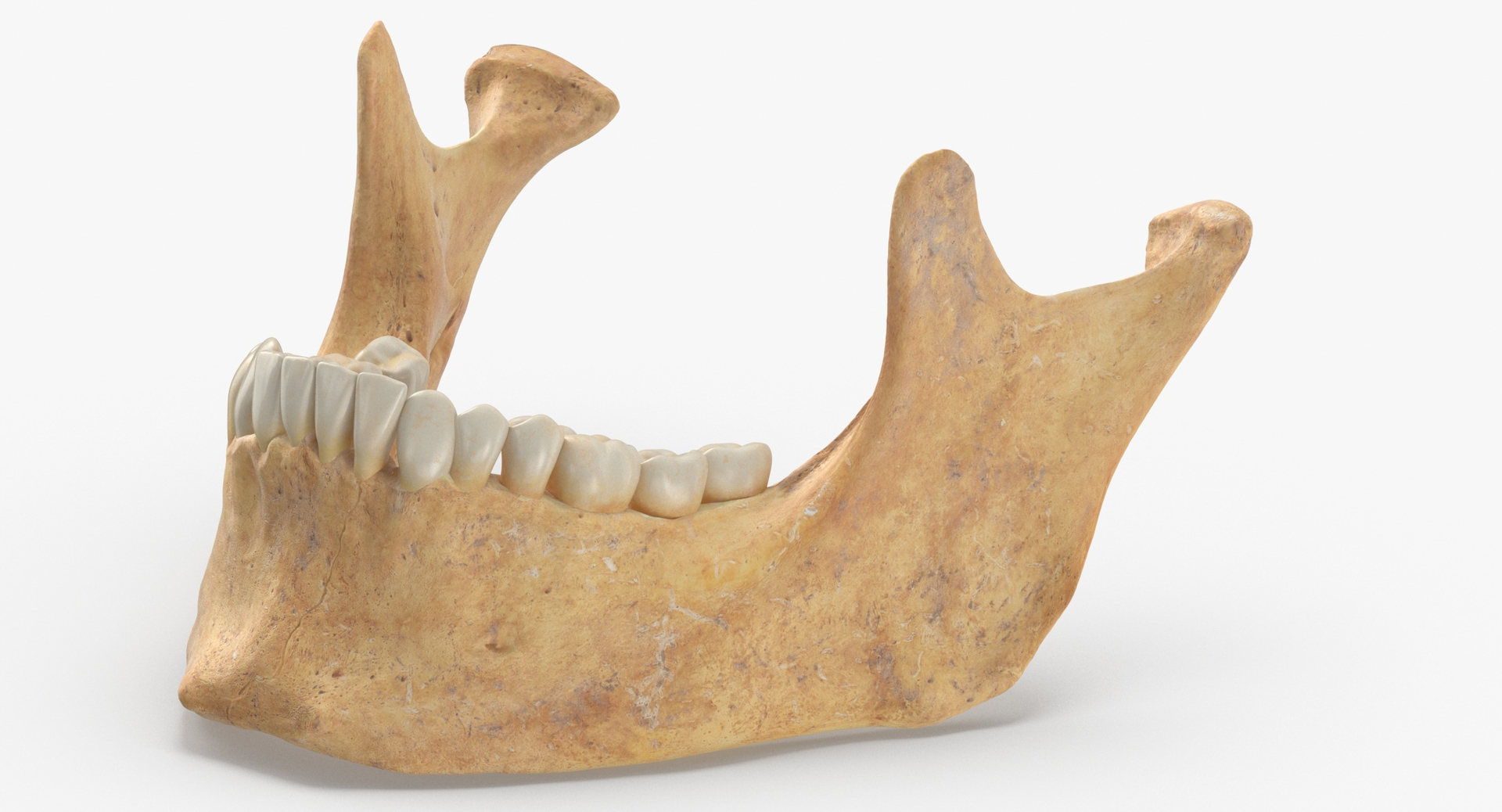 Human woman jawbone mandible 3D - TurboSquid 1612763
