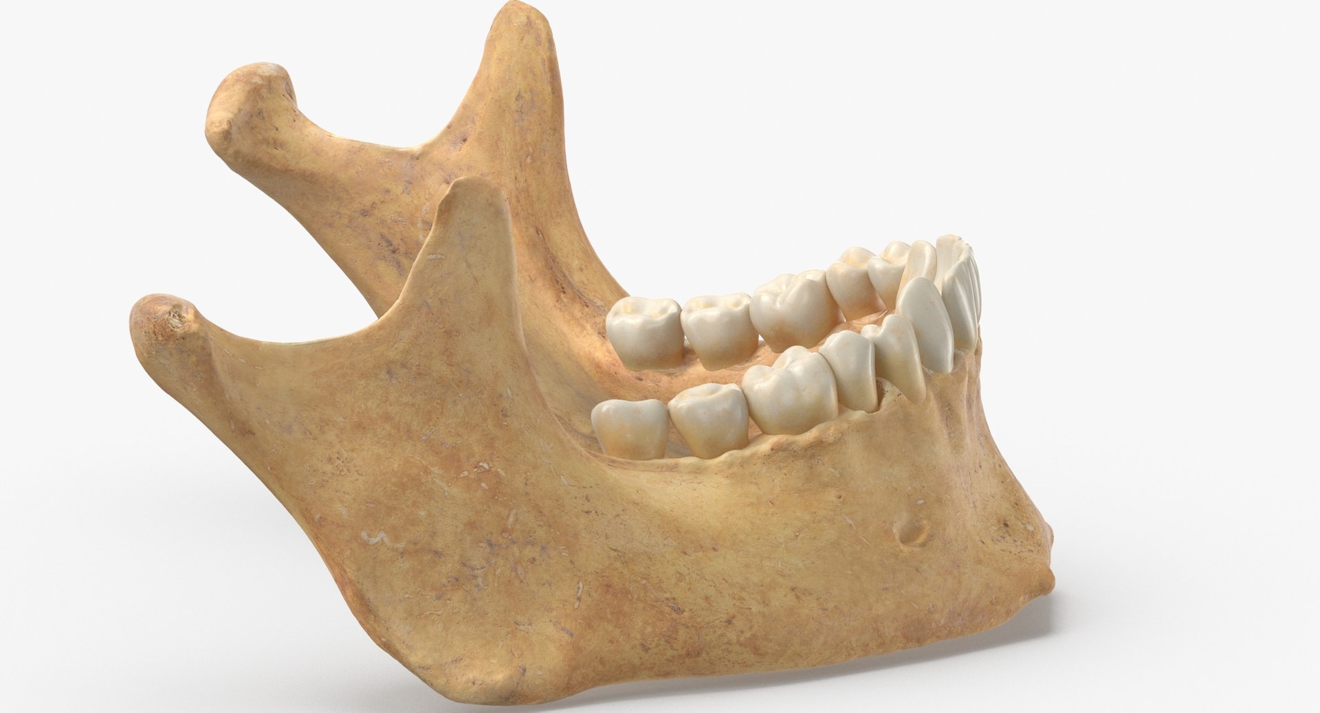 Human Woman Jawbone Mandible 3D - TurboSquid 1612763