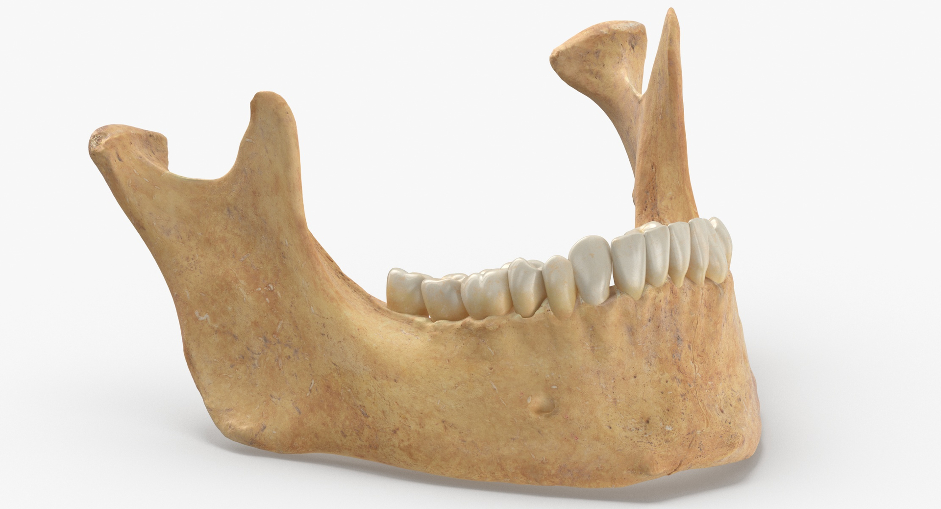 Human woman jawbone mandible 3D - TurboSquid 1612763
