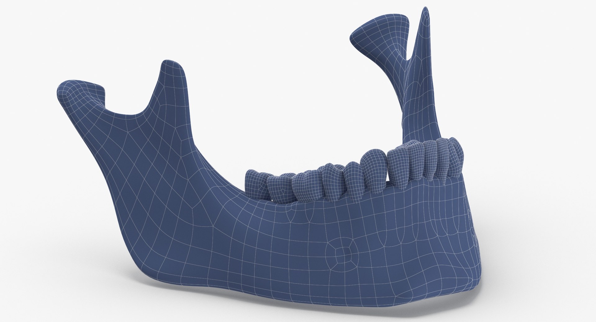 Human Woman Jawbone Mandible 3D - TurboSquid 1612763