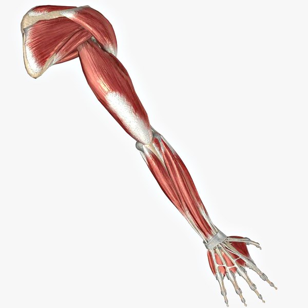 modelo 3d BRAZO - MÚSCULOS, HUESOS Y LIGAMENTOS - TurboSquid 635107