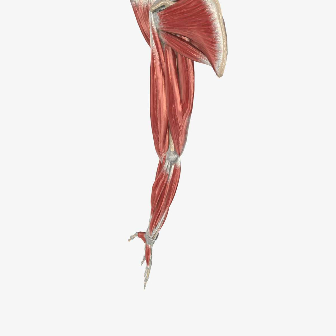 Human Arm Muscles And Bones